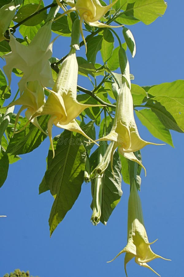 Angel s Trumpets stock image. Image of flowering, brugmansia - 6545913