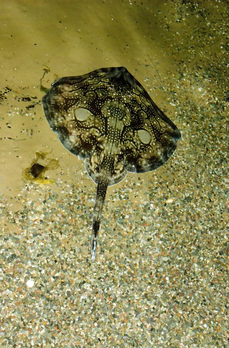 724 Angels Animals Locations Stock Photos - Free & Royalty-Free Stock ...