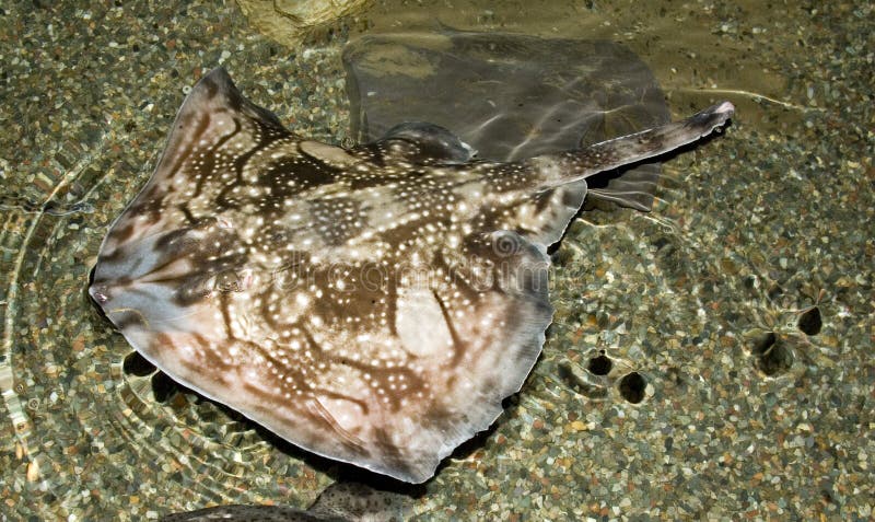 Angel Shark stock photo. Image of natures, marine, devil - 9712694