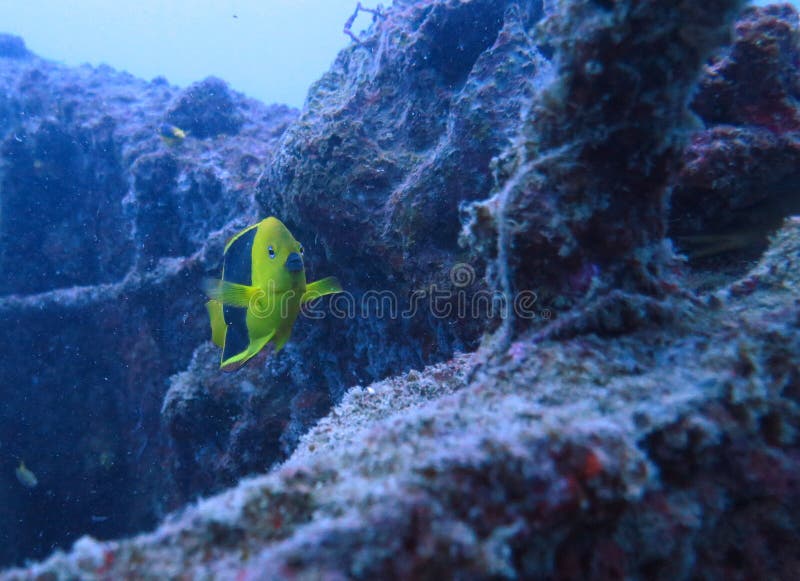 Angel of the ship stock photo. Image of animal, shipwreck - 94049832