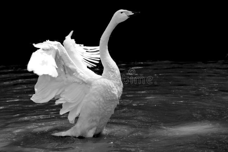 Angel swan stock photo. Image of bird, lake, wings, duck - 33398798