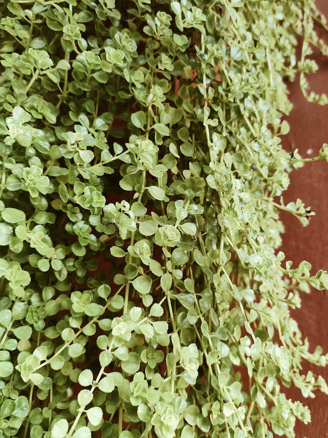 Angel tears plant second stock image. Image of tears - 265928025