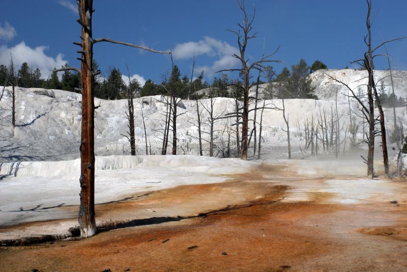 Angel Terrace In Yellowstone National Park Picture. Image: 6534306