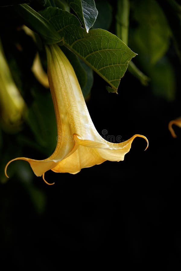 Angel trumpet flower stock image. Image of brugmansia - 9991403