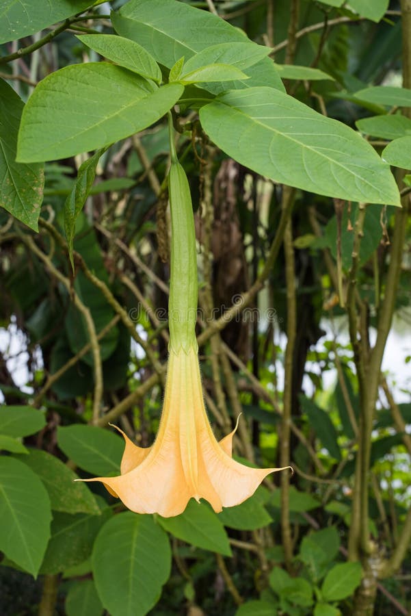 Angel s trumpet flower stock image. Image of conservatory - 7681789