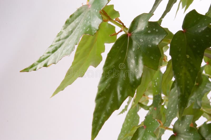 Angel Wing Begonia Leaves stock image. Image of plant, green - 359455