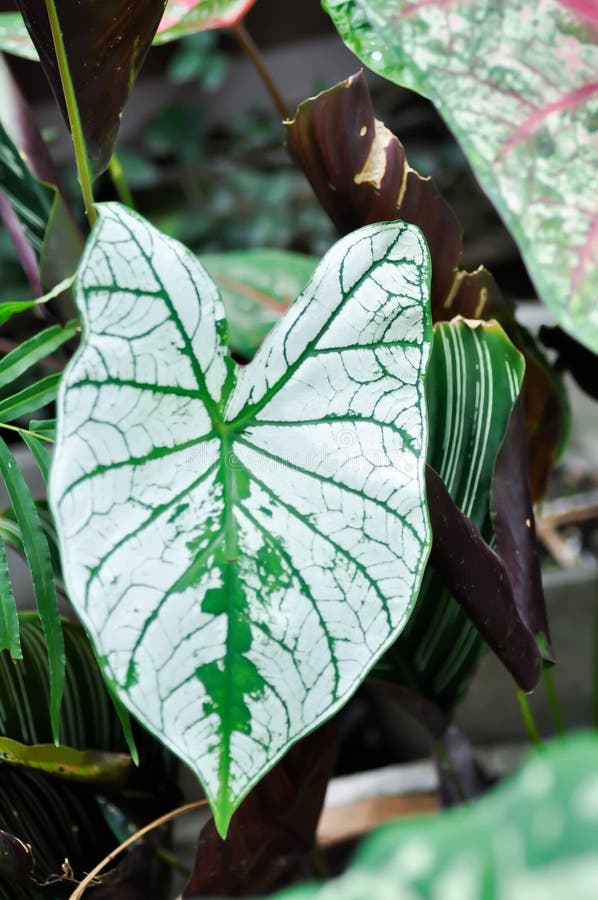 Angel Wing Caladium or Candidum ,Caladium Bicolor or Araceae Stock ...