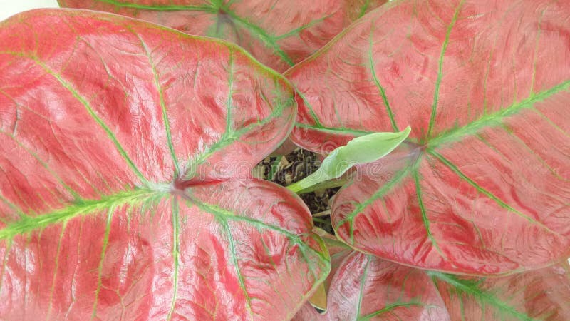Red Angel Wing Leaves on White Background Stock Photo - Image of wing ...