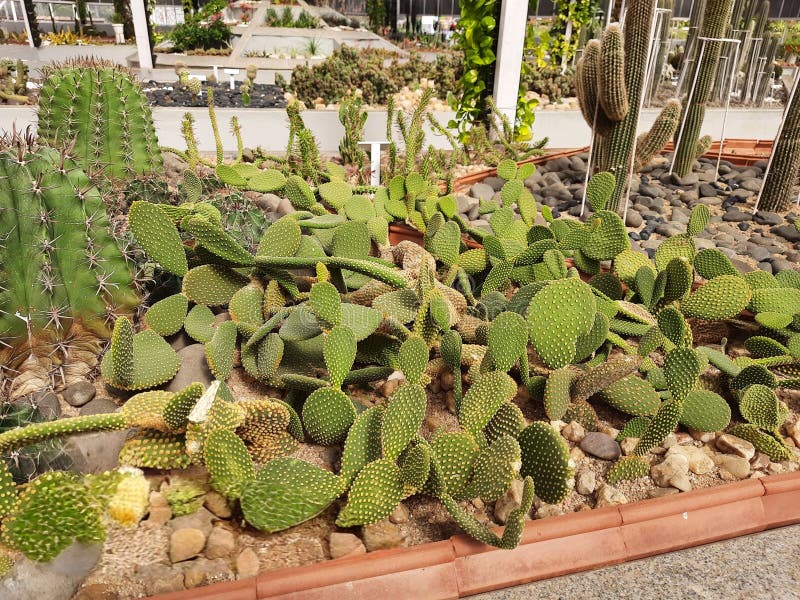 Angel wings cactus stock image. Image of srivastava - 322056781