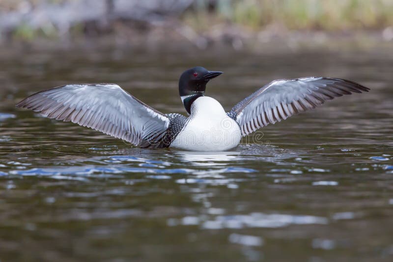 1,128 Loon Beak Stock Photos - Free & Royalty-Free Stock Photos from ...