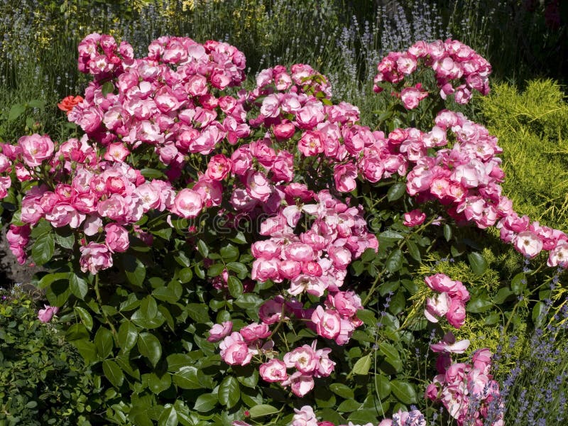 Angela rose bush stock image. Image of blooming, foliage - 118587181