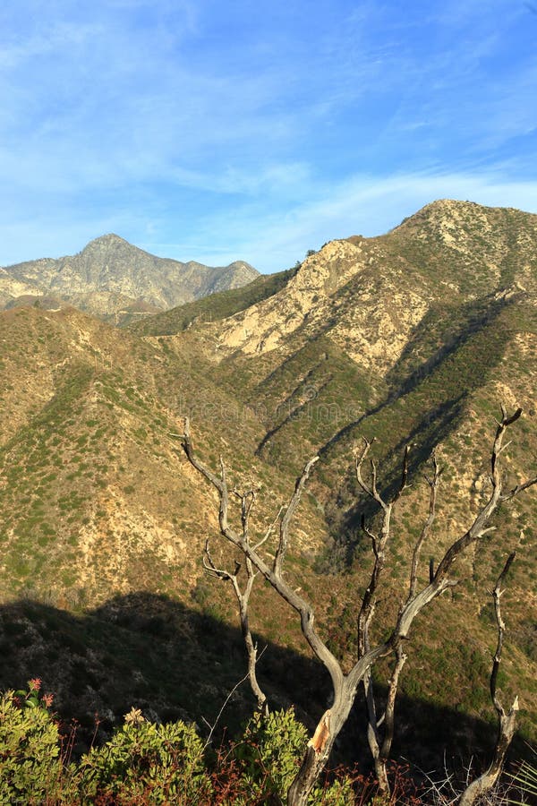 A Monterey Ensatina on a Log in the Angeles National Forest Outside Los ...