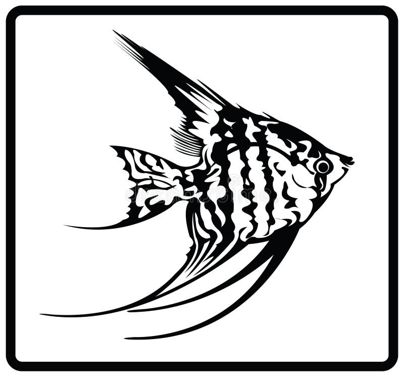 Angelfish stock vector. Illustration of draw, angelfih - 57407123