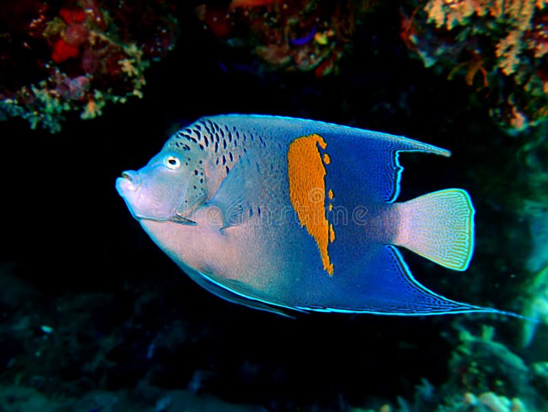 Angelfish stock photo. Image of soft, bright, ocean, diving - 11002680