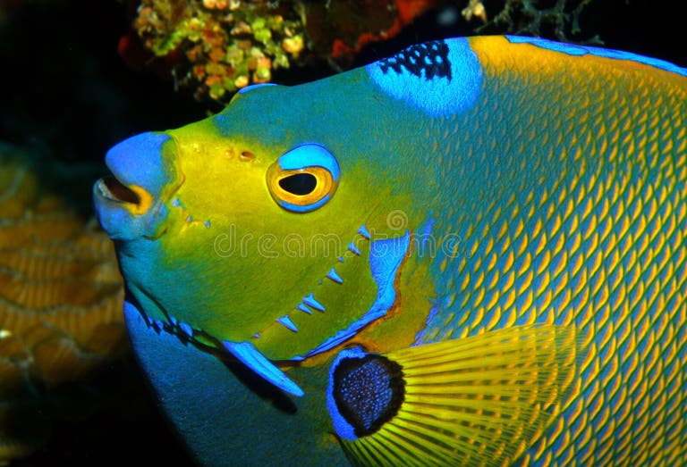 4,730 Angelfish Water Animal Stock Photos - Free & Royalty-Free Stock ...
