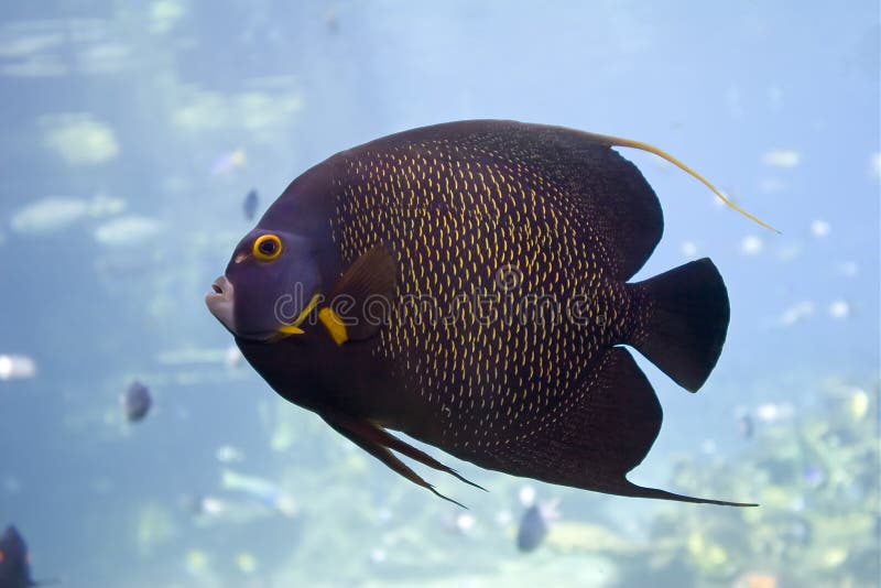 Angelfish stock image. Image of reef, tropical, ocean - 2371627