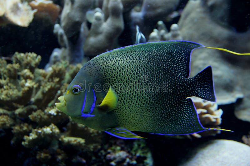 Angelfish stock photo. Image of blue, fish, adventure - 43655394