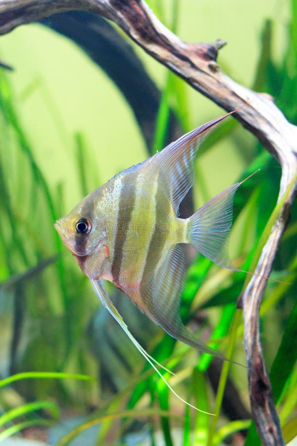 Angelfish in aquarium stock image. Image of south, black - 18211037