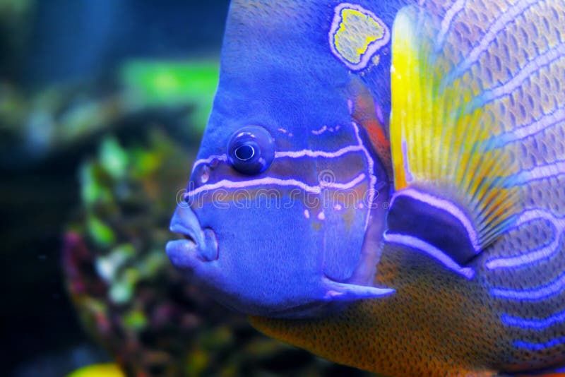 Angelfish blue stock photo. Image of white, wild, wildlife - 55150182