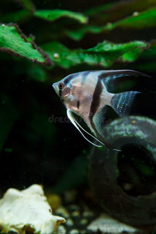 Angelfish stock image. Image of pets, decoration, closeup - 35873857
