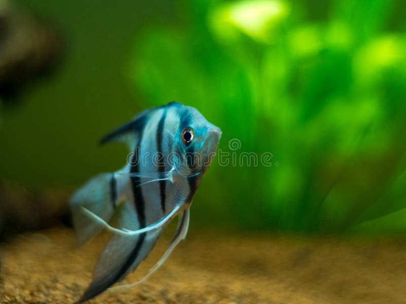 Angelfish De Cebra Azul En Peces Cisterna Escala De Pterofilo Imagen de ...