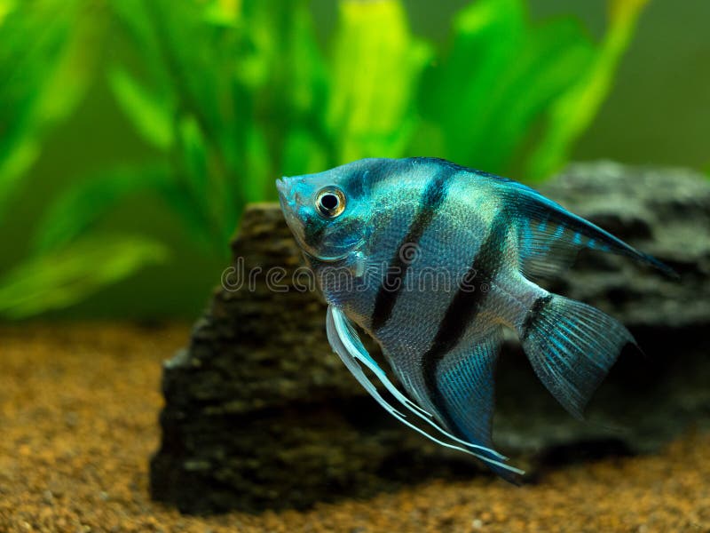 Zebra Azul Angelfish En Tanques Imagen de archivo - Imagen de mascotas ...