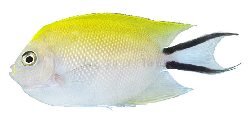 Angelfish Di Swallowtail. Melanospilos Di Genicanthus Immagine Stock ...