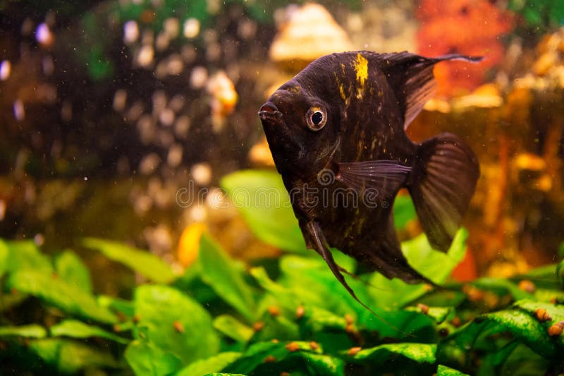 107 Angelfish Pterophyllum Scalare Home Freshwater Aquarium Stock ...