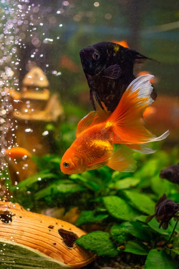 115 Angelfish Pterophyllum Scalare Home Freshwater Aquarium Stock ...