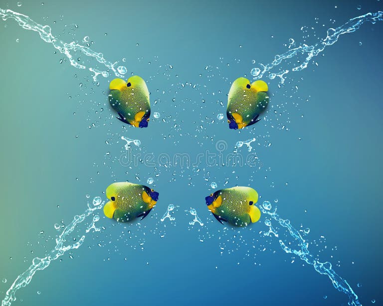 Angelfish jumping stock image. Image of flying, idea - 28073137