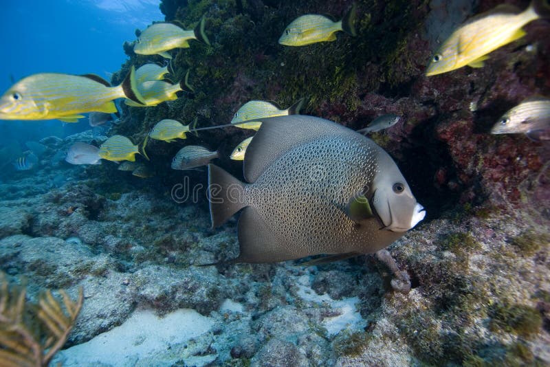 Angelfish, Key Largo, Florida Stock Photo - Image of largo, scuba: 9074634