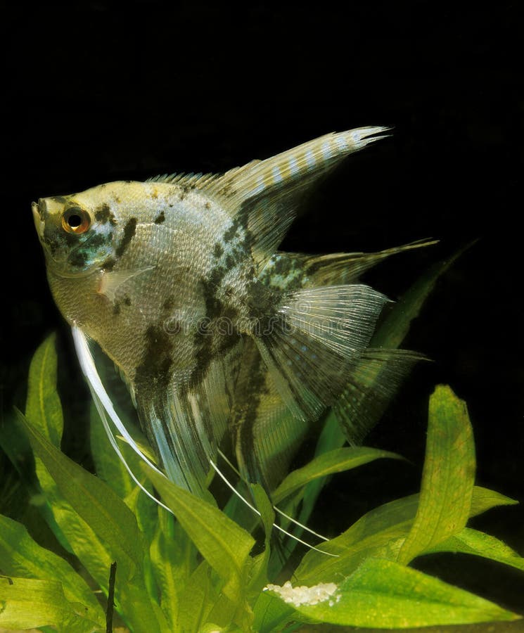 Angelfish, Pterophyllum Scalare, Adults, Aquarium Fish Stock Photo ...
