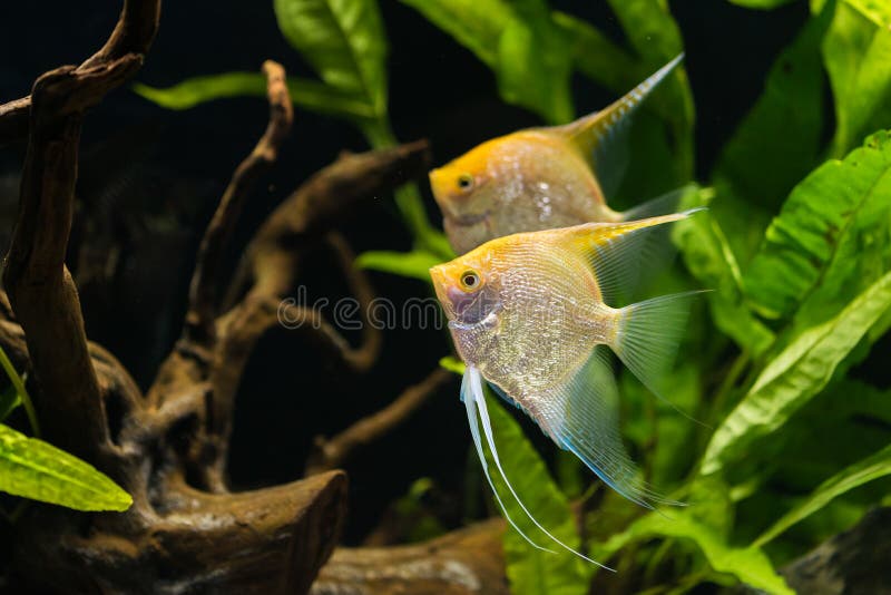 Angelfish - Pterophyllum Scalare Stock Photo - Image of angelfish ...