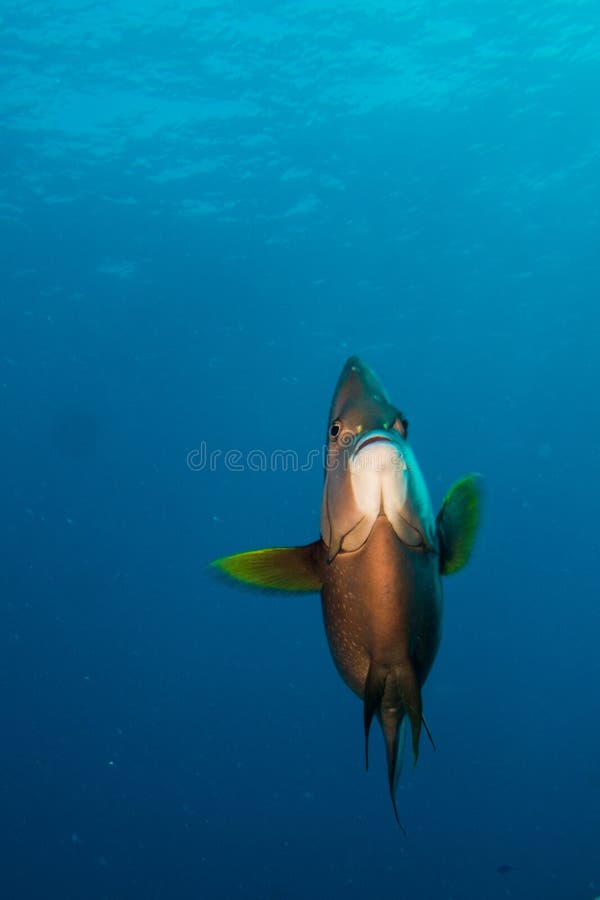 Angelfish stock image. Image of fins, angel, life, angle - 31687031