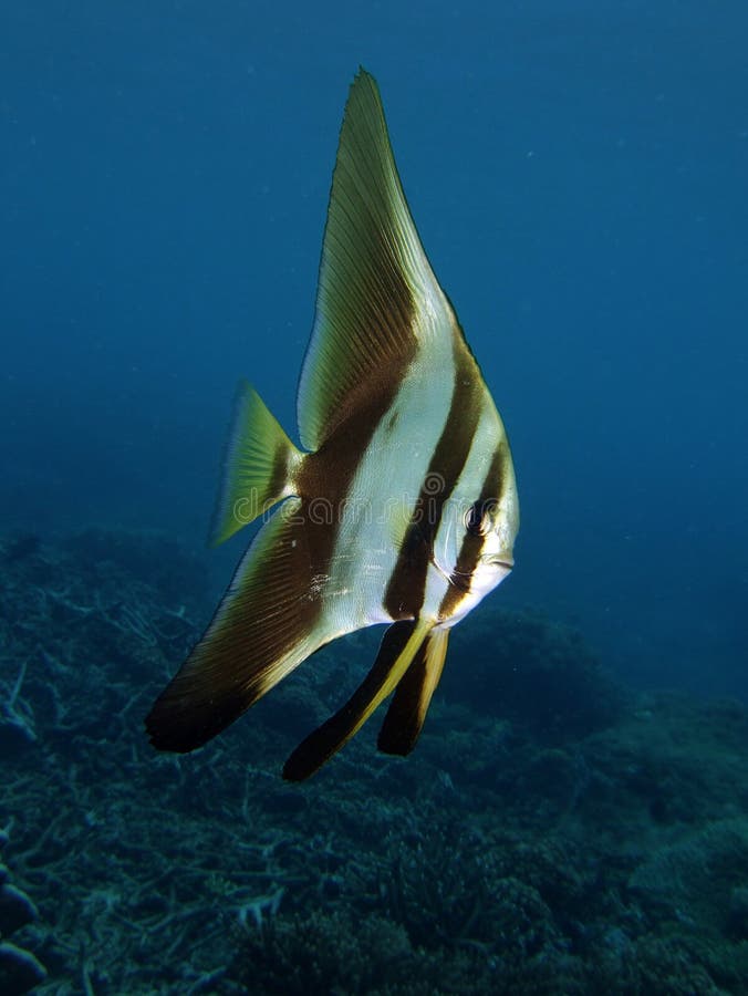 Angelfish in sea stock photo. Image of side, animal, colours - 2581766