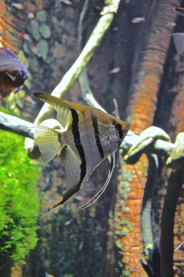 Angelfish stock image. Image of aquarium, habitat, ecosystem - 56234509
