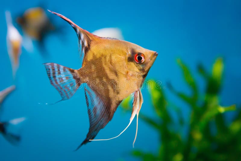 Angelfish swimming stock photo. Image of fish, animal - 102077202