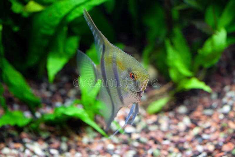 Angelfish in Tropical Aquarium Stock Image - Image of color, algae ...