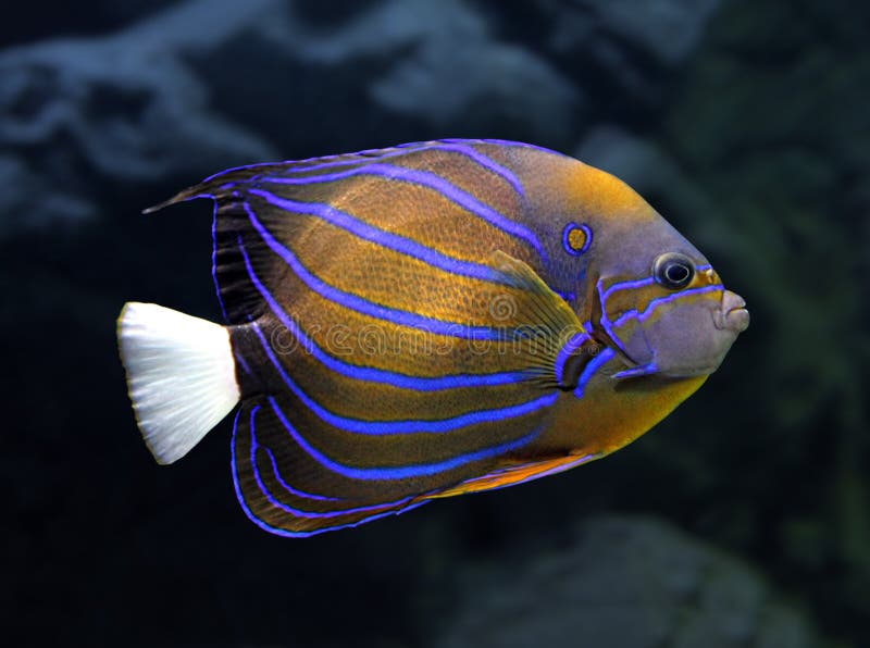 Striped Angelfish At Great Barrier Reef Australia Stock Photo - Image ...