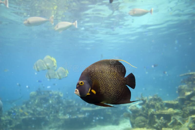 AngelFsh stock image. Image of eyed, australia, brown - 1982993
