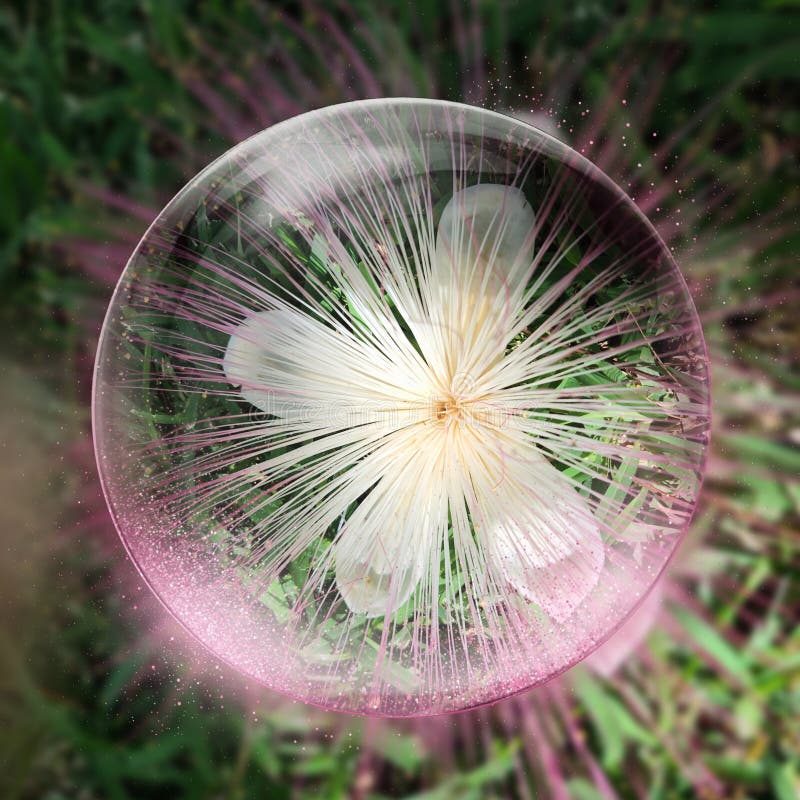 Angelic White Flower in Pink Bubble Stock Image - Image of tropical ...