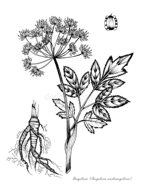 Angelica Botanical Illustration Stock Illustrations – 277 Angelica ...
