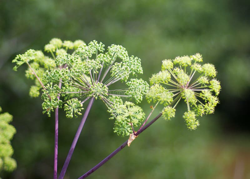 Angelica plan stock photo. Image of blooming, green, summer - 35343302