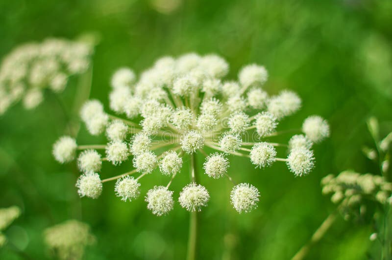 Angelica Plan, Umbelliferae Bloom Stock Image - Image of floral, close ...