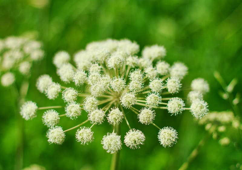 Angelica Plan, Umbelliferae Bloom Stock Photo - Image of close, rural ...