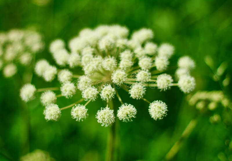 Angelica Plan, Umbelliferae Bloom Stock Image - Image of depth, wild ...