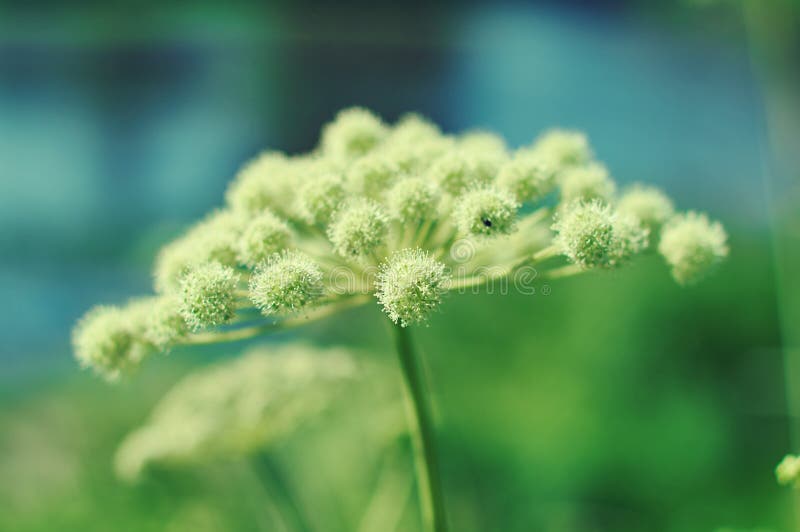 Angelica Plan, Umbelliferae Bloom Stock Image - Image of plant ...