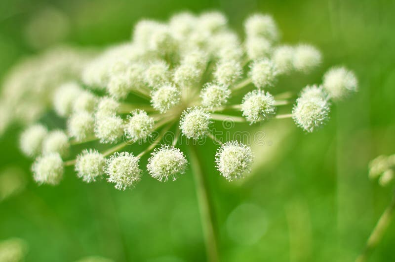 Angelica Plan, Umbelliferae Bloom Stock Photo - Image of depth, summer ...