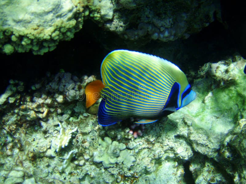 Pesce-imperatore (pesce-angelo) Immagine Stock - Immagine di oceano ...