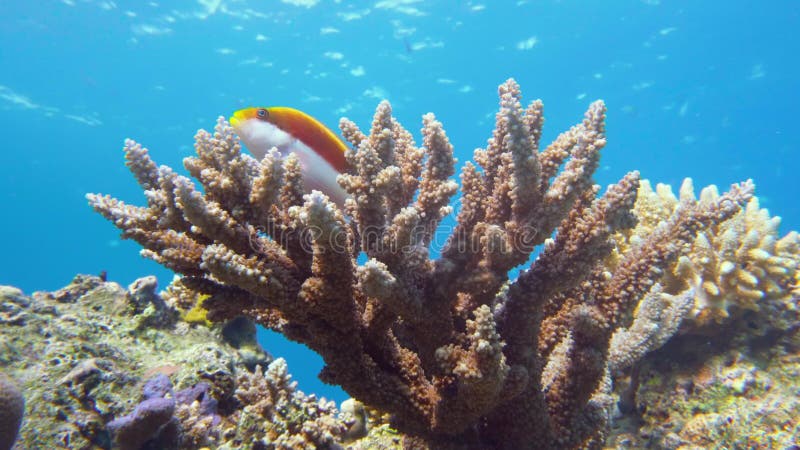 Angelo Di Mare Dell'imperatore, Mar Rosso Di Pomacanthus Imperator ...
